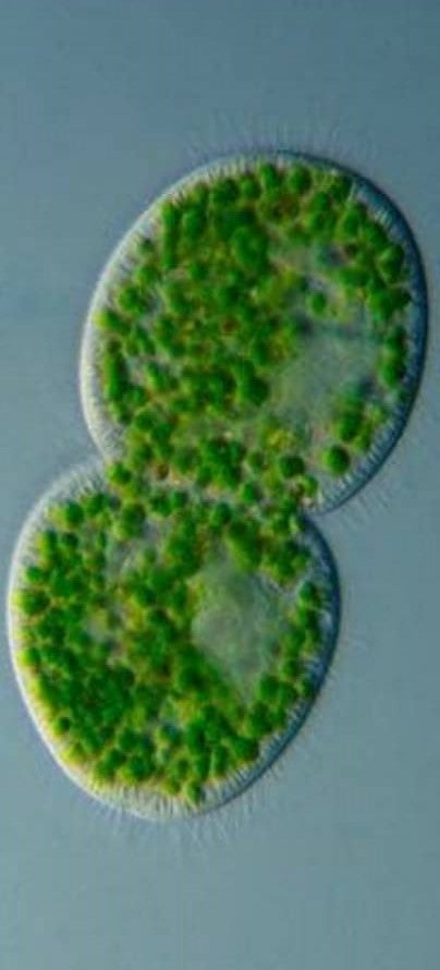 Chlorella – Wuji Firgrove